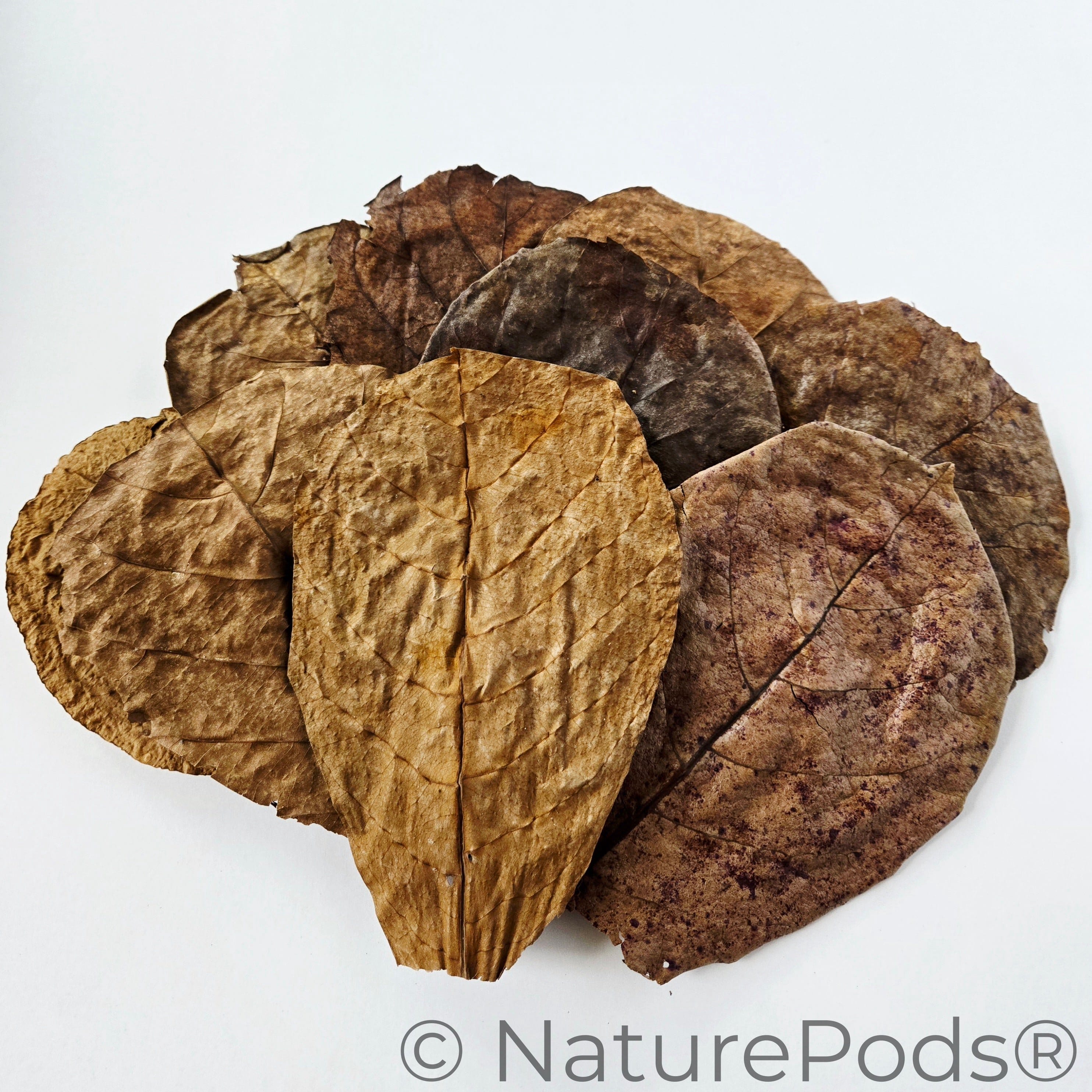 Catappa Indian Almond Leaves - Best Aquarium and Tadpole Tea Leaves ...