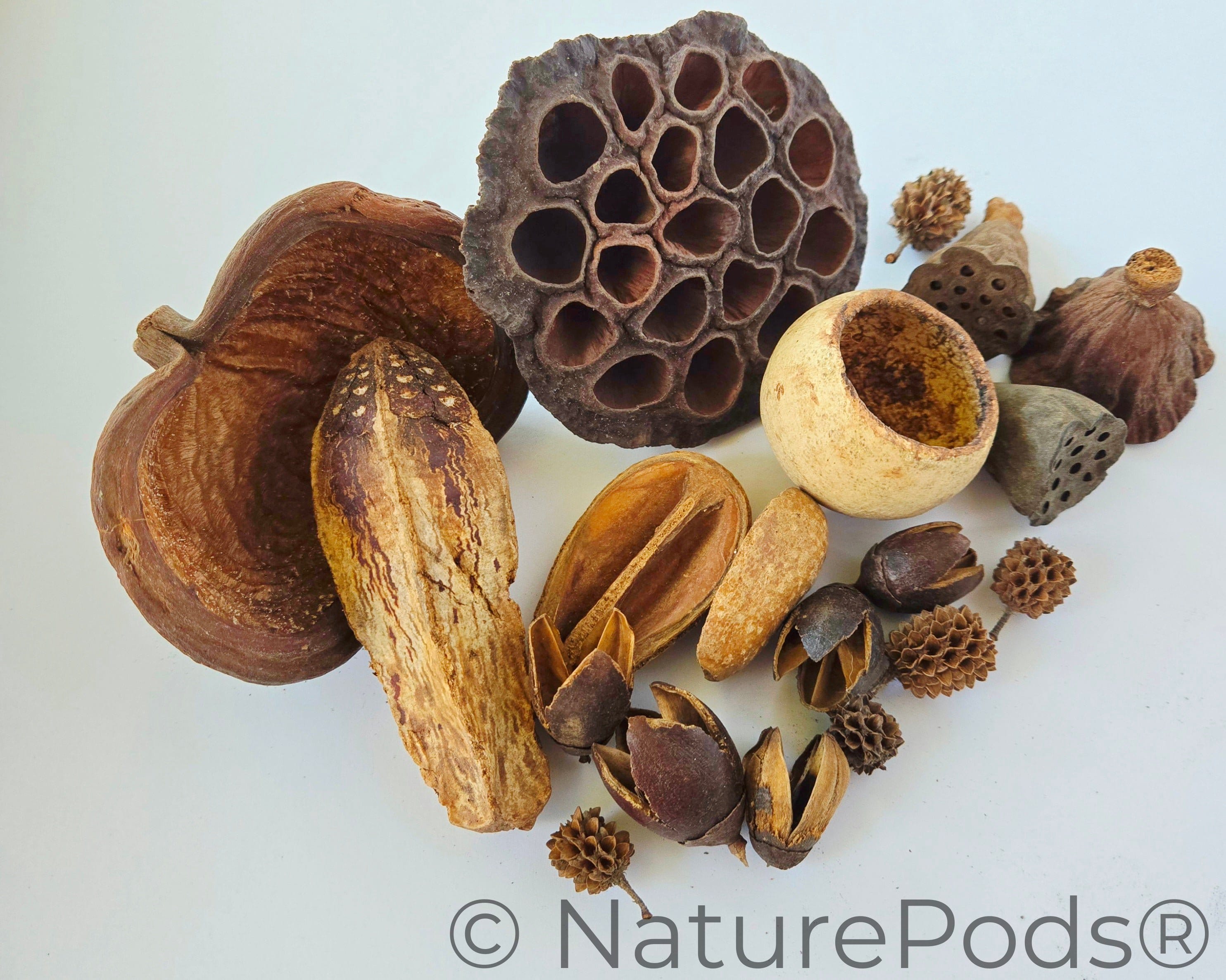 Assorted Botanical Seed Pod Pack – NaturePods Botanicals