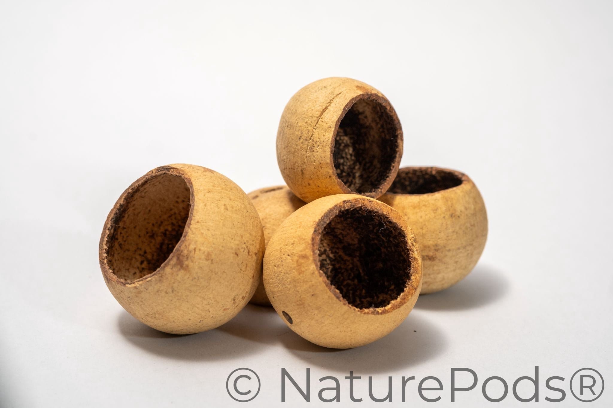 Bell Cups | Biotope Botanicals, Pet Frog Decor – NaturePods Botanicals