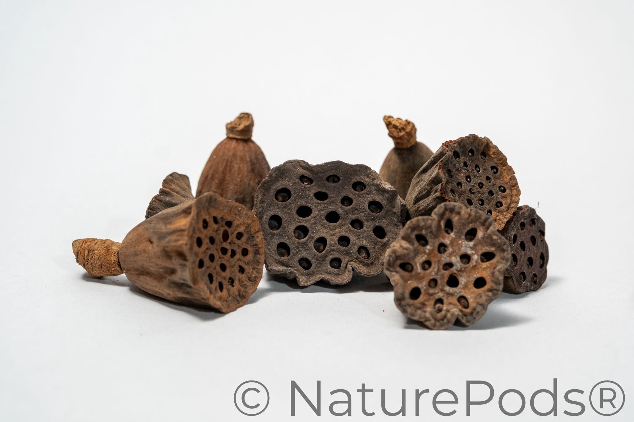 Aquarium Botanicals | Terrarium Botanicals | Pet Botanicals ...