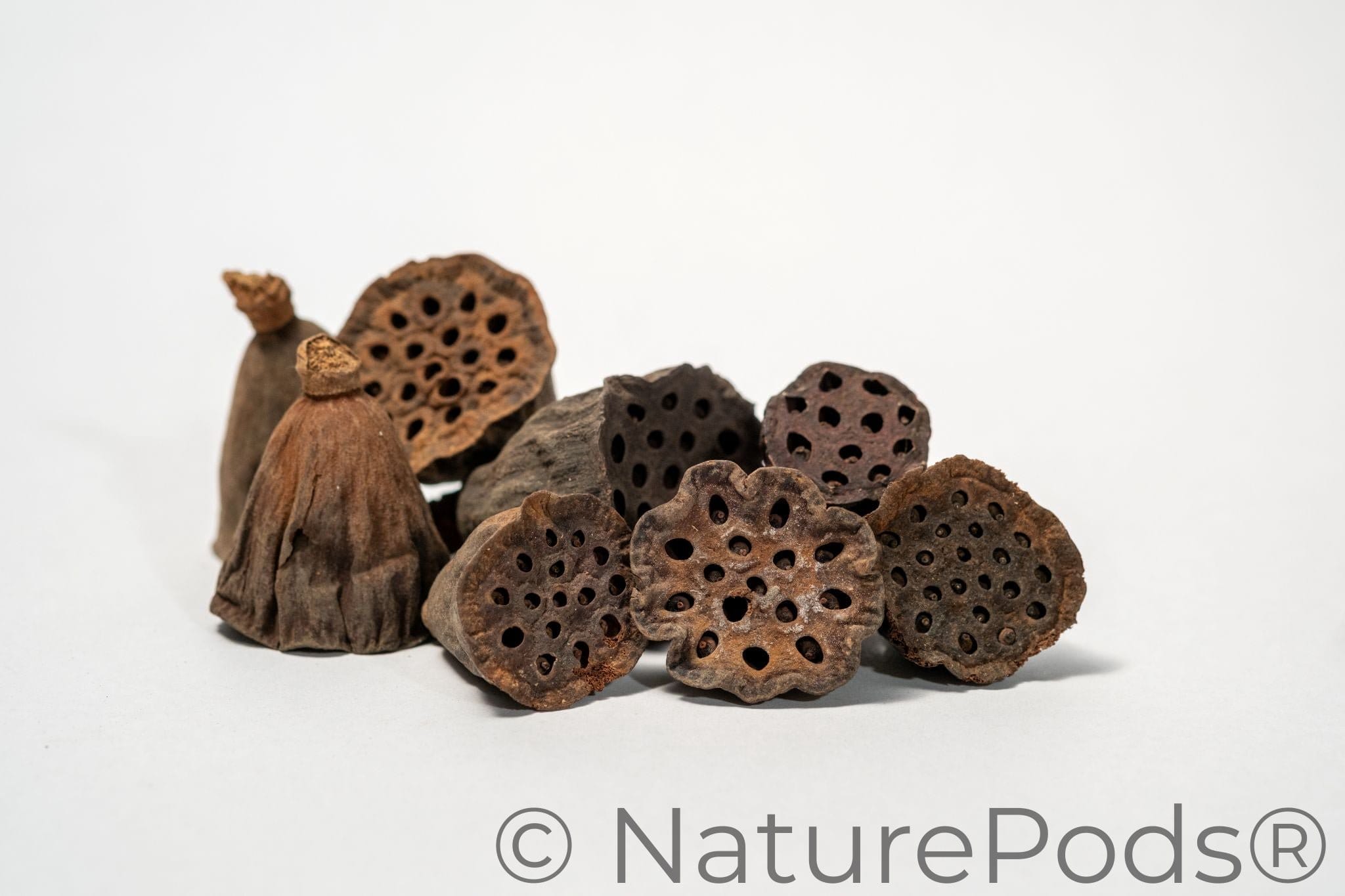 naturepodsbotanicals.com – NaturePods Botanicals