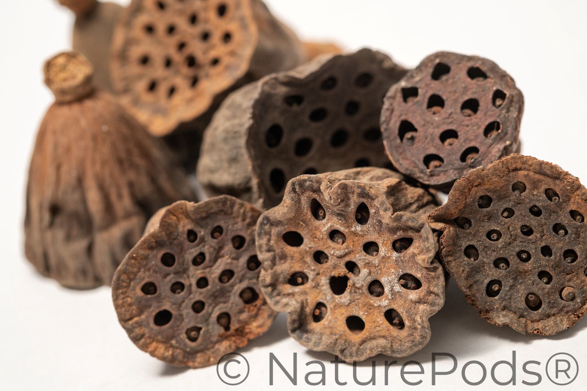 Mini Lotus Seed Pods | Small Aquarium Botanicals – NaturePods Botanicals
