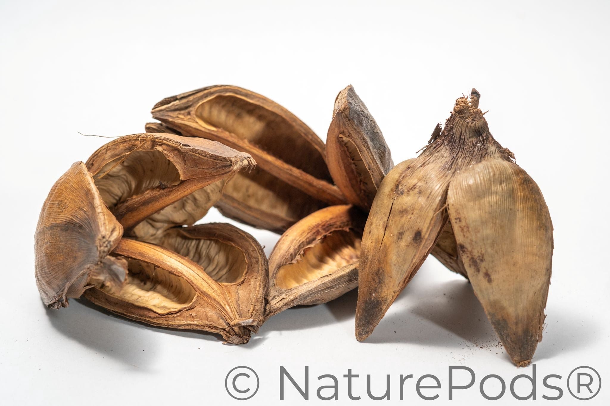 Natural Sora Pods | Centerpiece Bowl Decor – NaturePods Botanicals