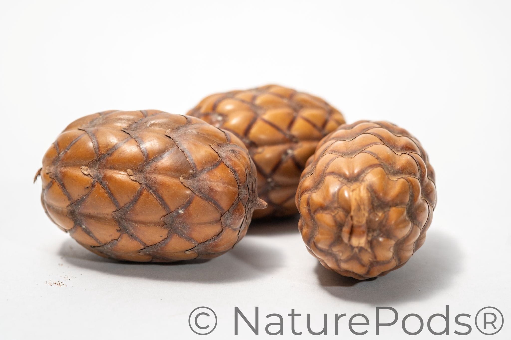 Uxi Dragon's Egg Pod | Bioactive Tank Decor & Nut Pod Craft Supplies ...