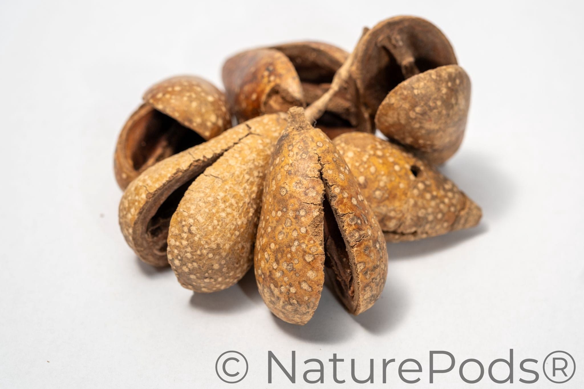 Pear Pods | Aquarium Botanicals & Aquarium Pods – NaturePods Botanicals